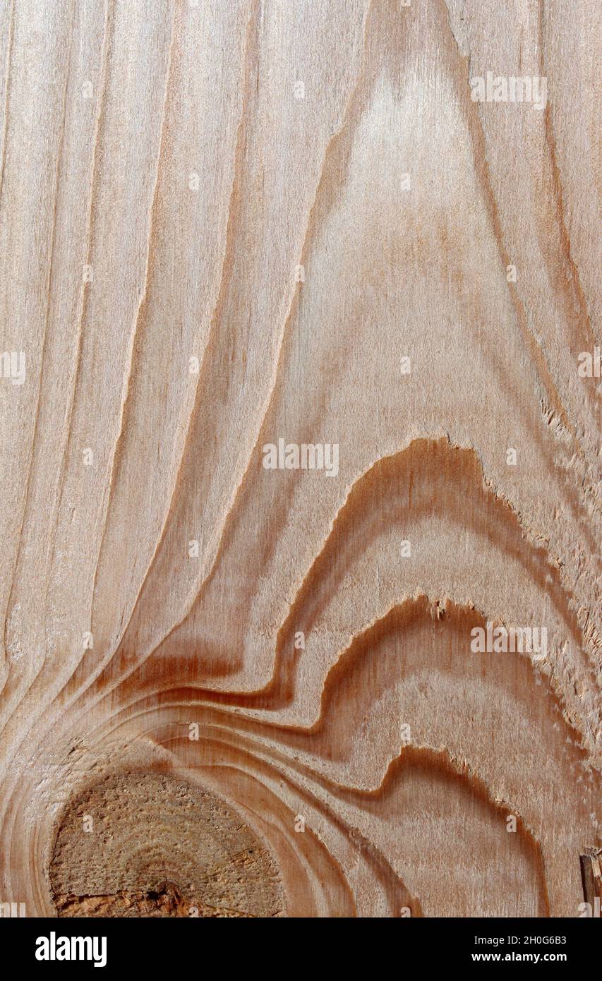 light wood with interesting grain Stock Photo - Alamy