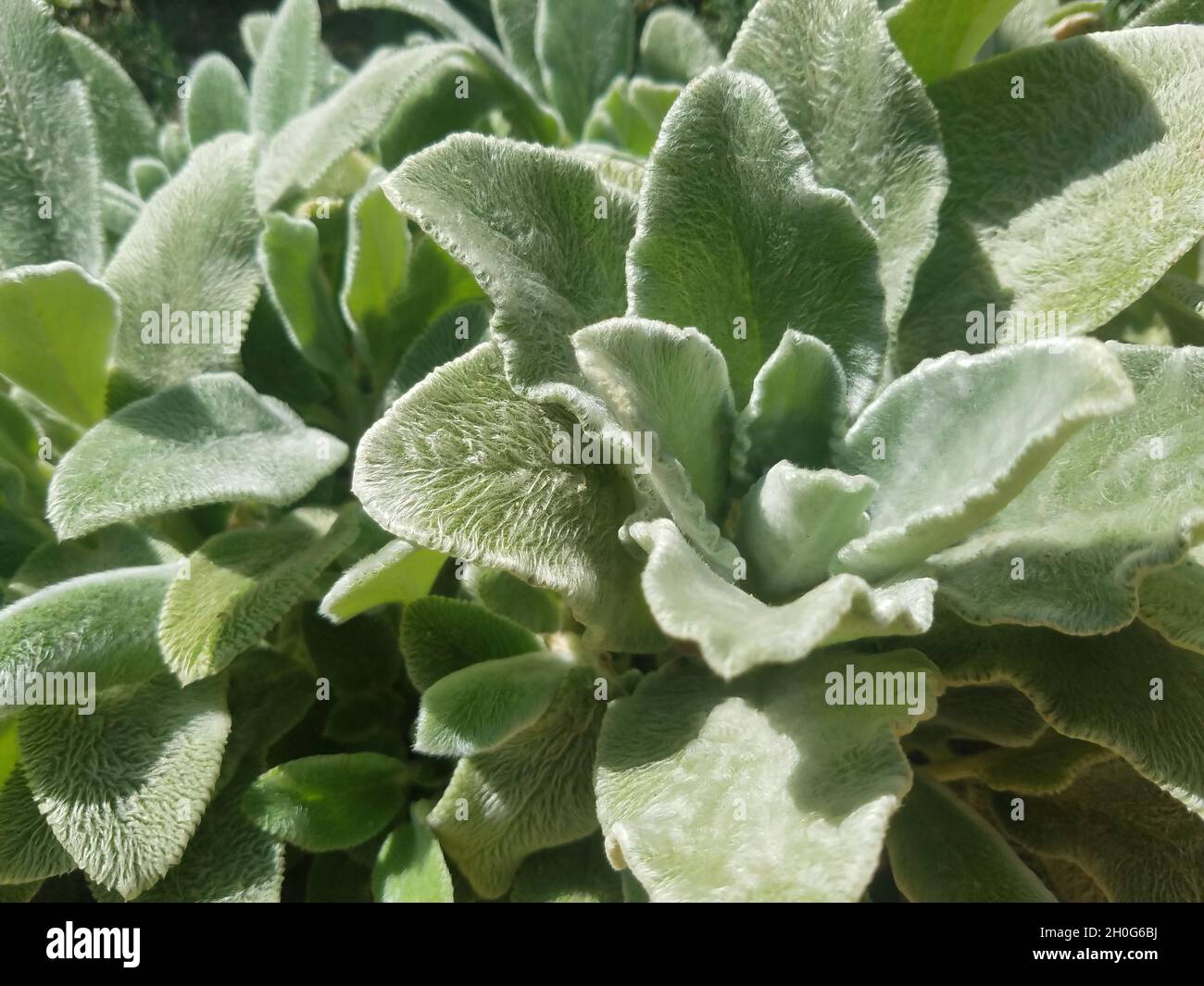 Ornamental lamb hi-res stock photography and images - Alamy