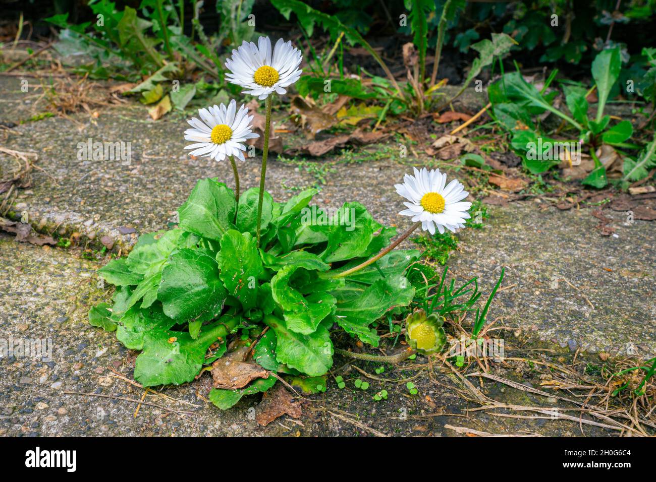 Common daisy flowers (Bellis perennis) grow between paving stones Stock ...