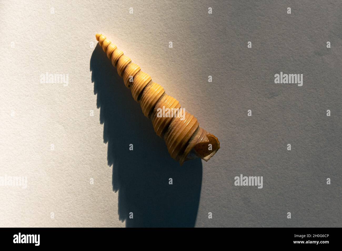 Detailed image of a common tower shell (latin name: Turritella communis ...