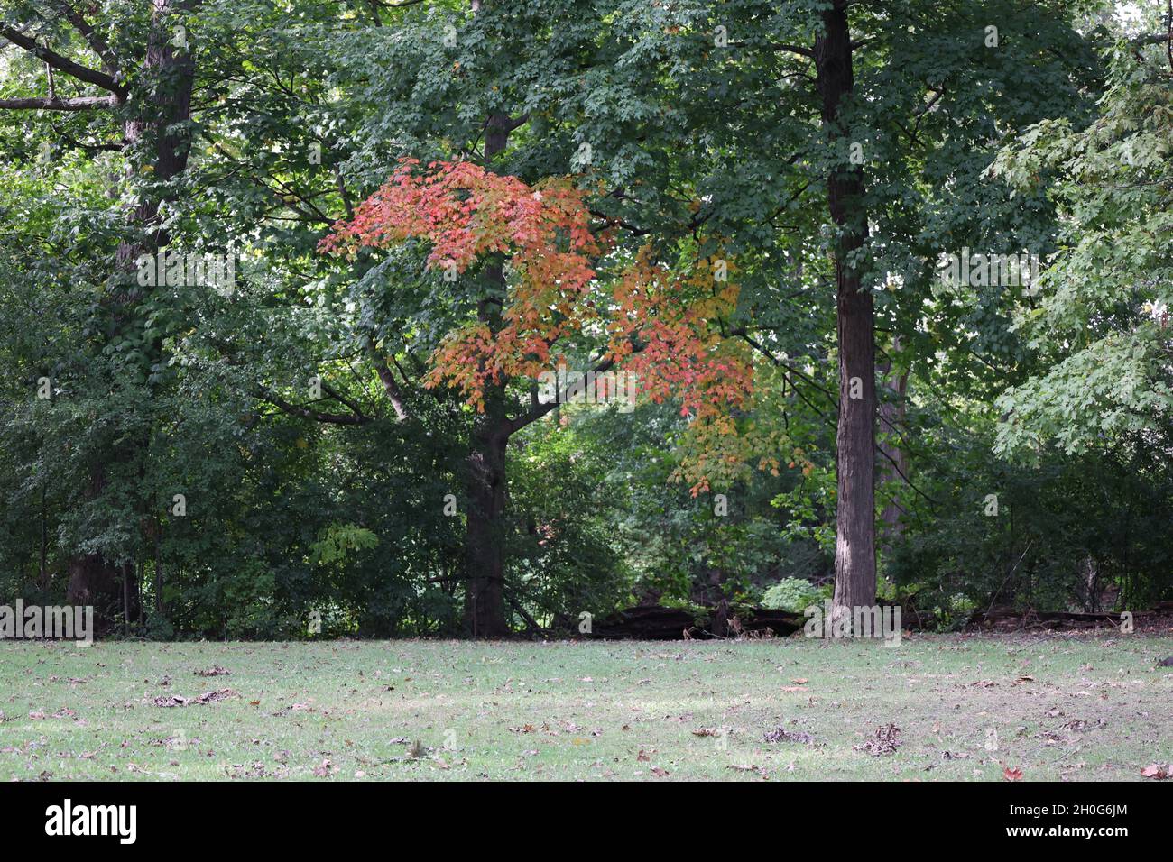 First pop of color hi-res stock photography and images - Alamy