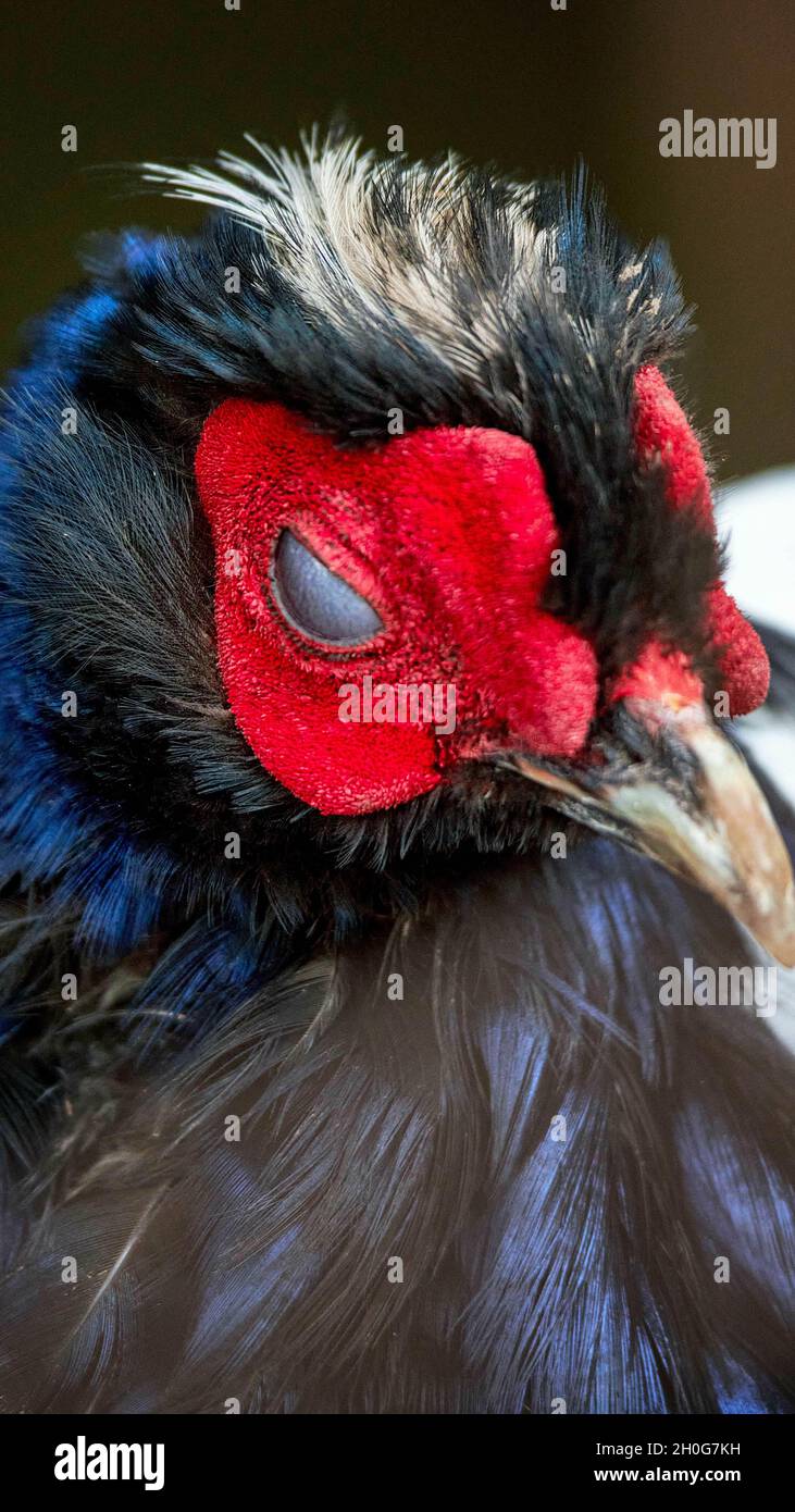 Roosters eye hi-res stock photography and images - Alamy