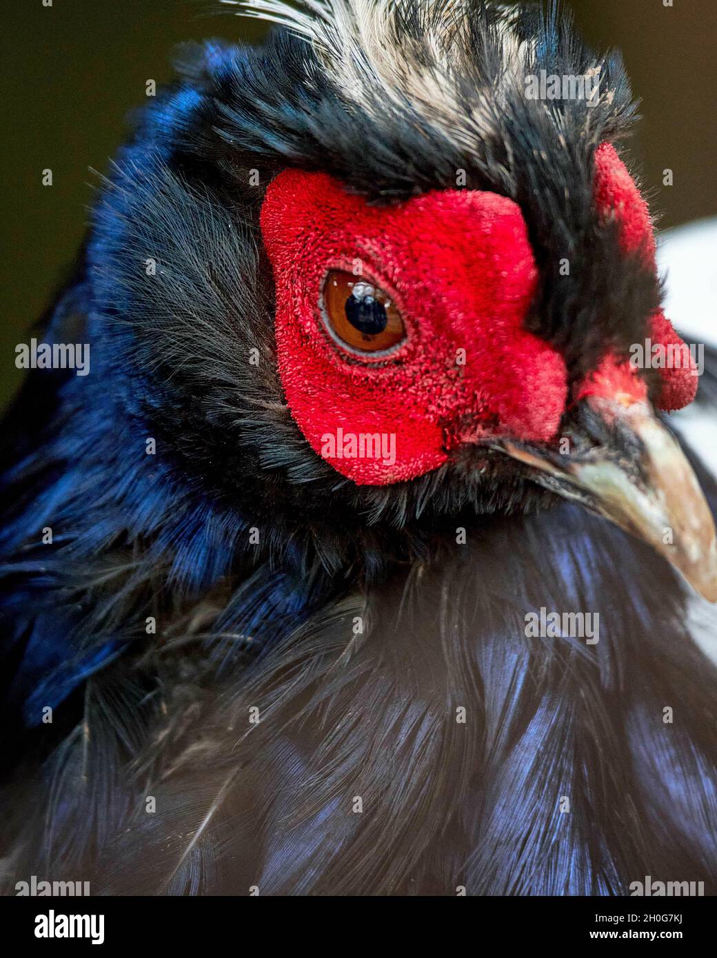 Roosters eye hi-res stock photography and images - Alamy
