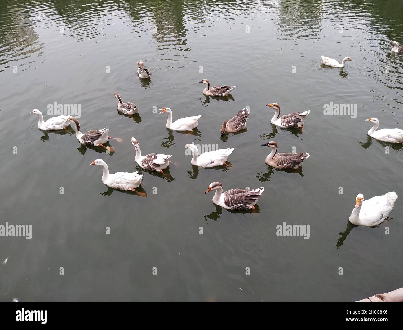 White beautiful ducks floating on a water surface Stock Photo - Alamy
