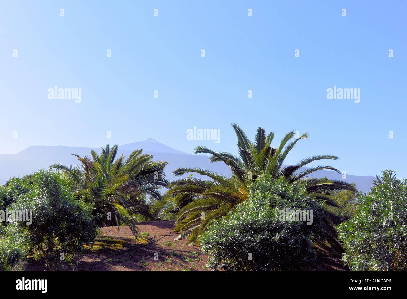 Mount Teide from Parque Taoro Stock Photo - Alamy