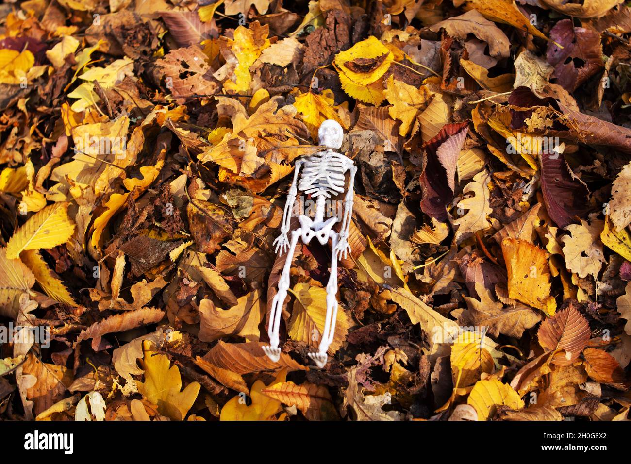 Skeletonmodel hi-res stock photography and images - Alamy