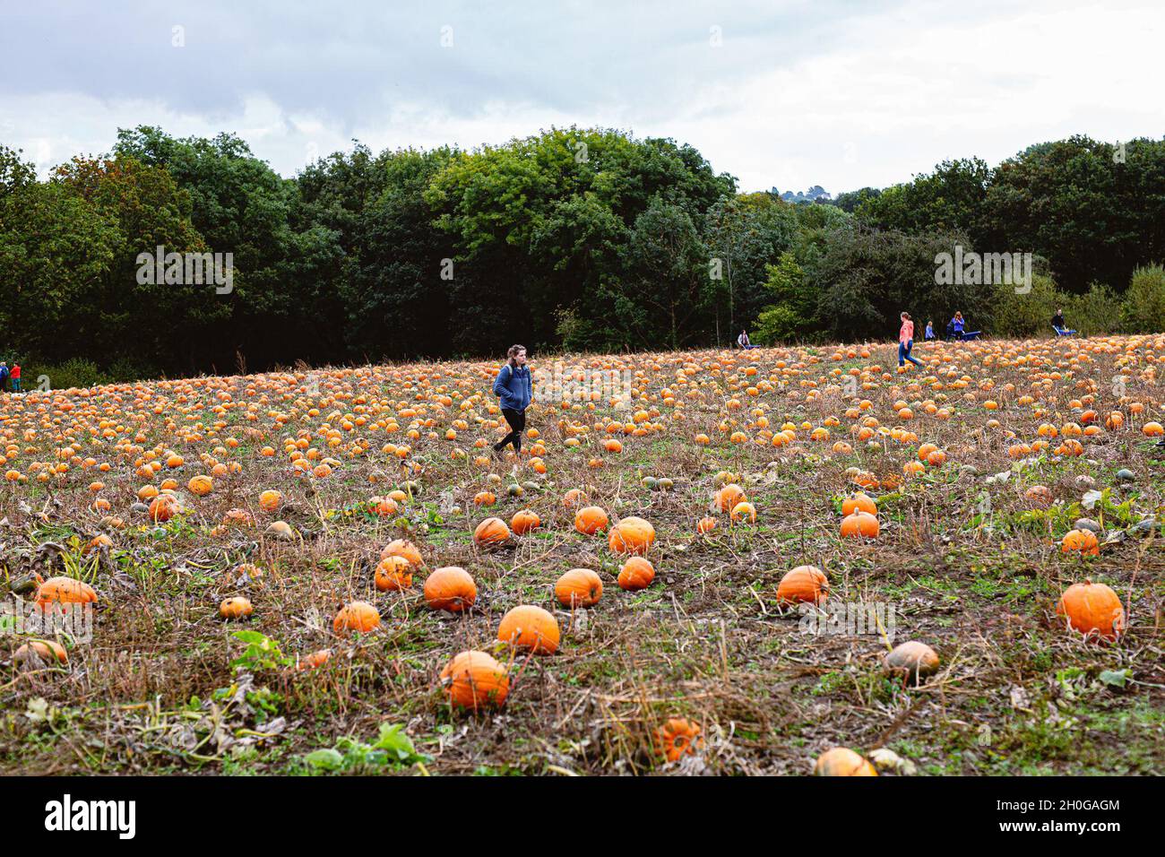 Pick your own pumpkins hi-res stock photography and images - Alamy