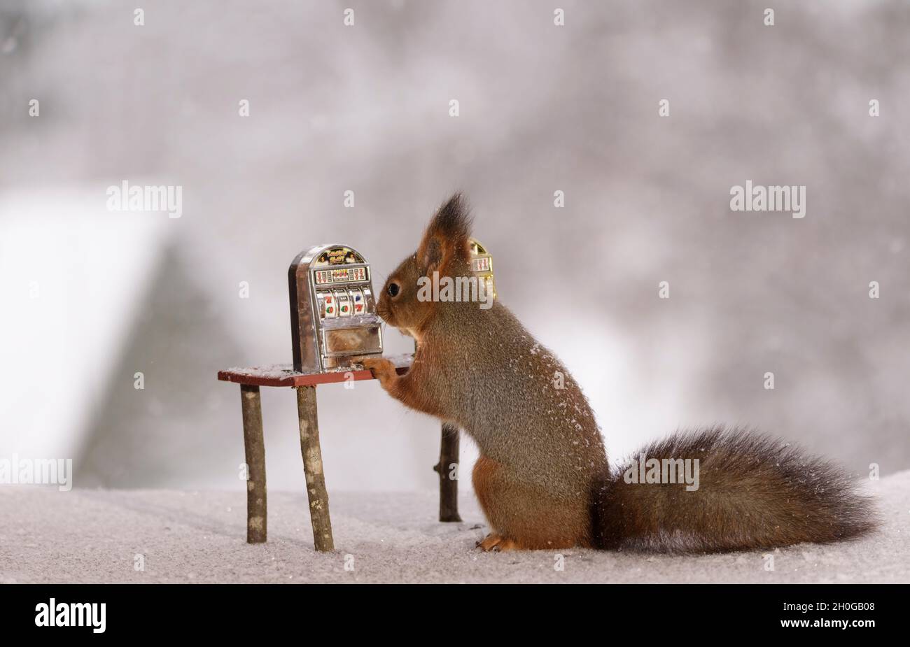 The squirrel pub hi-res stock photography and images - Alamy