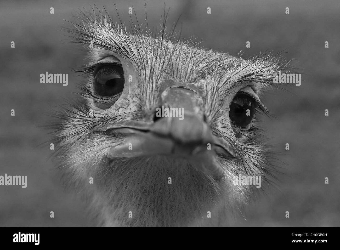 Closeup shot of a face of a cute ostrich i Stock Photo - Alamy