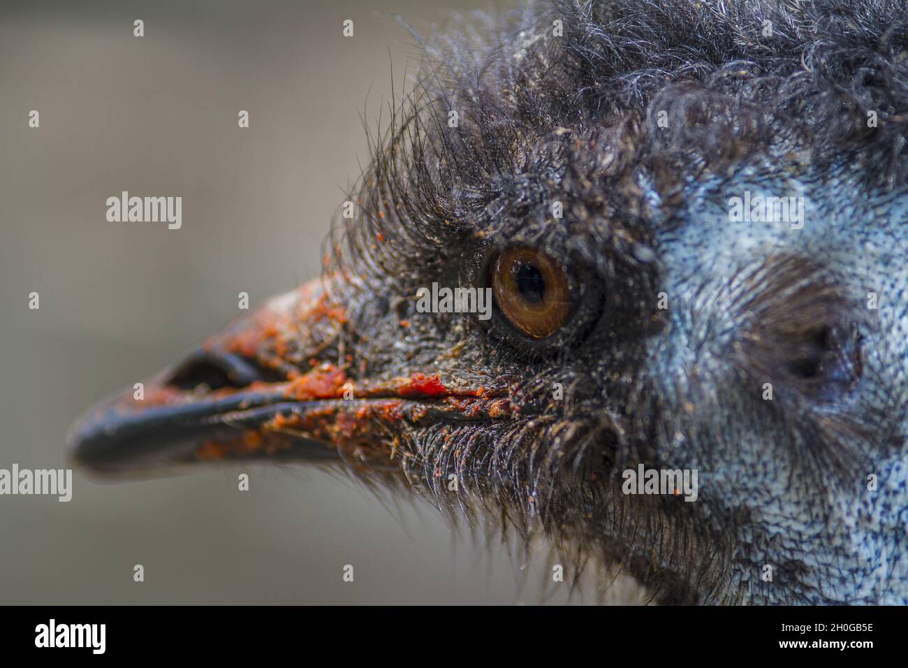 Closeup shot beautiful emu hi-res stock photography and images - Alamy