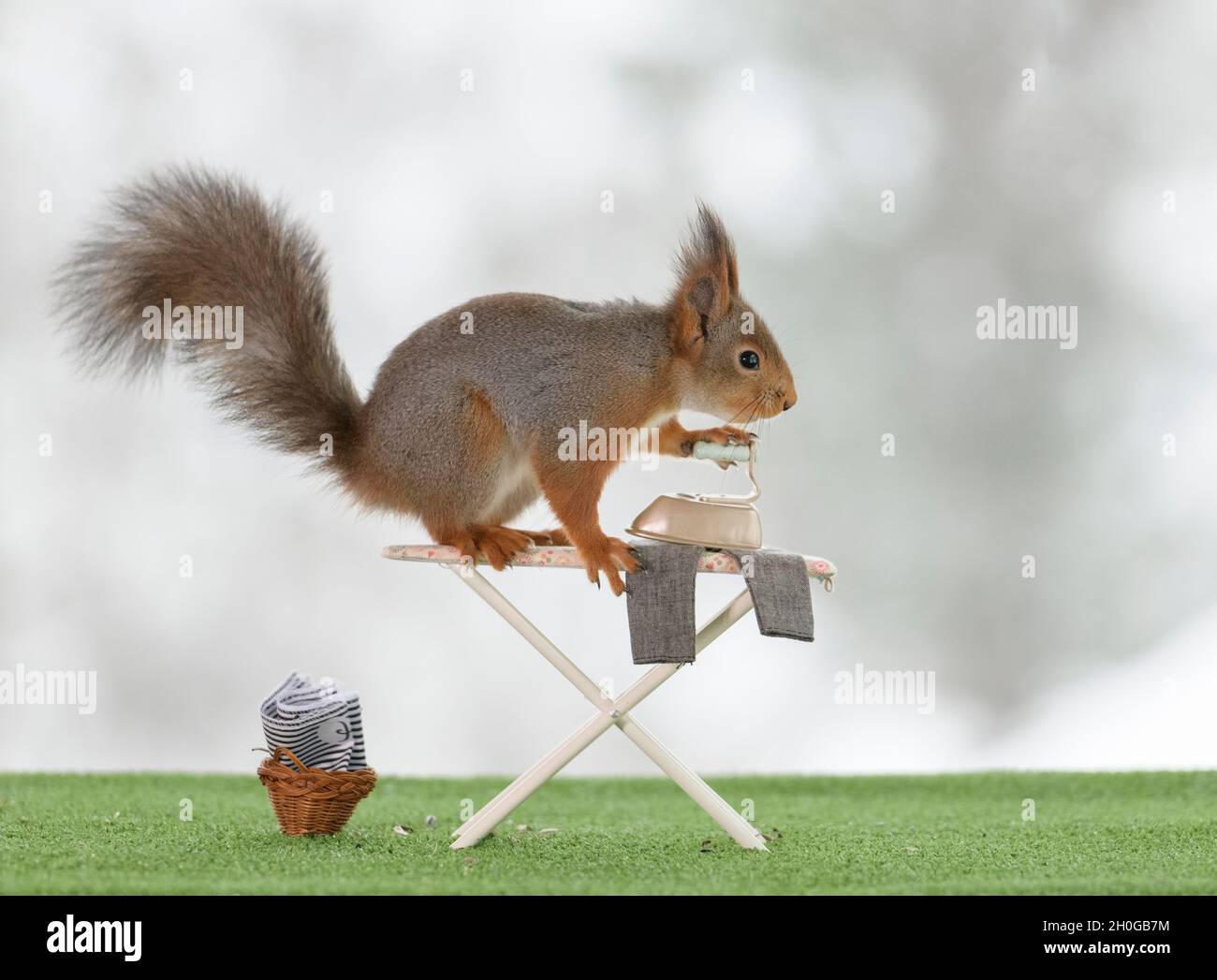red squirrel is standing on an Ironing Board Stock Photo - Alamy