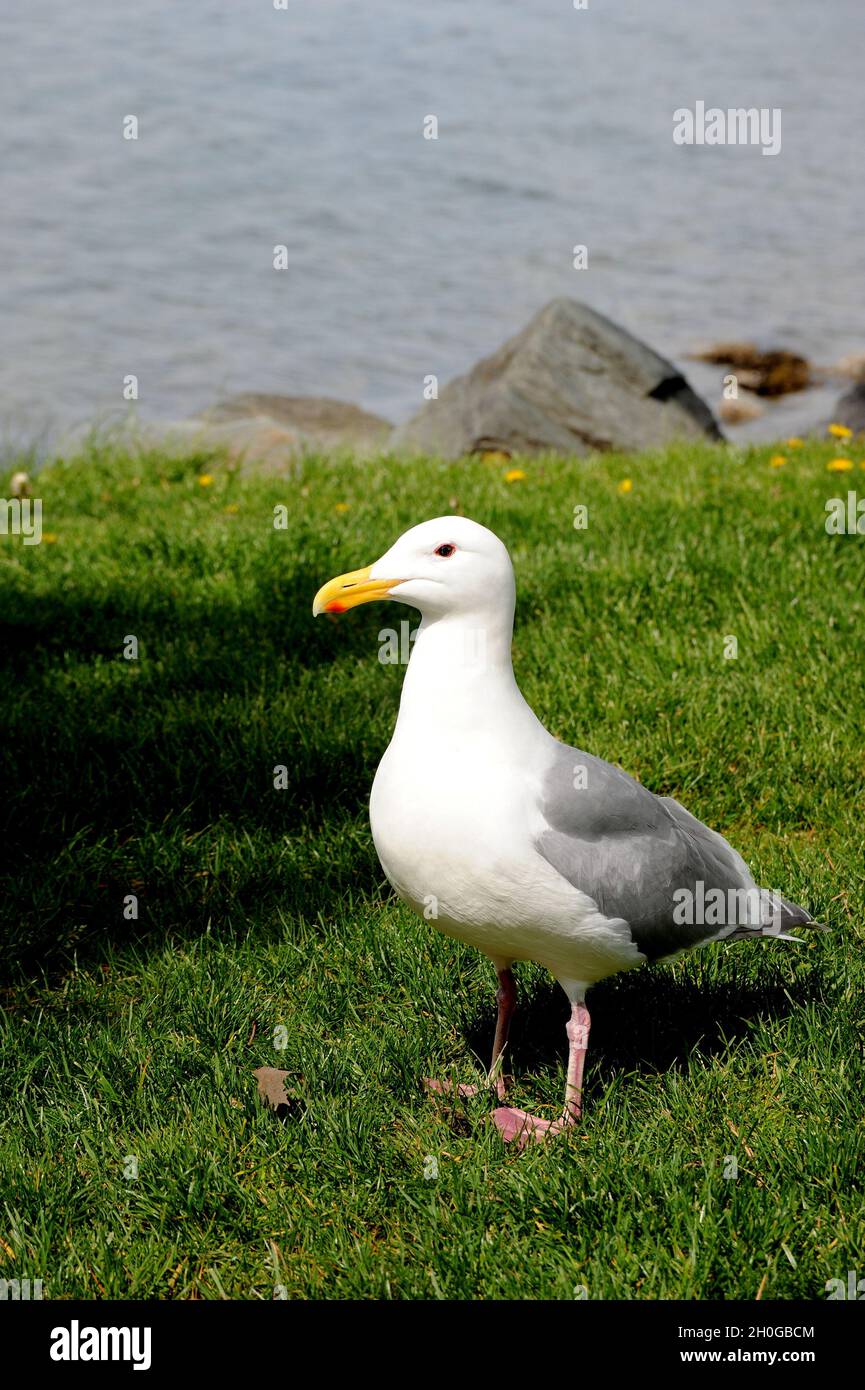 Vertical shot of a gull standing on the grass on the background of the ...
