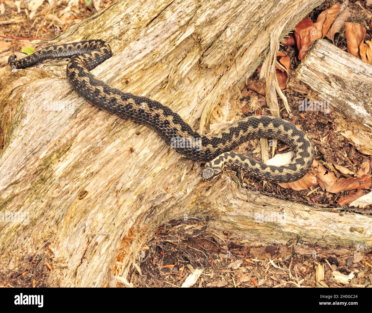 Adder face hi-res stock photography and images - Alamy