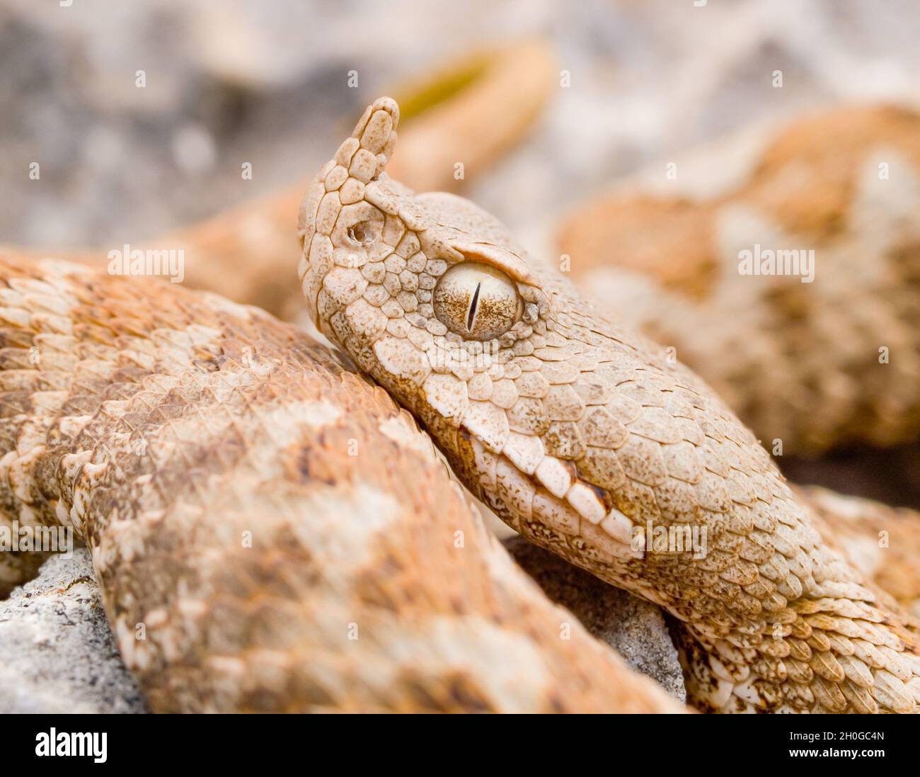 Closeup shot of the venomous horned viper (Vipera ammodytes) on the ...