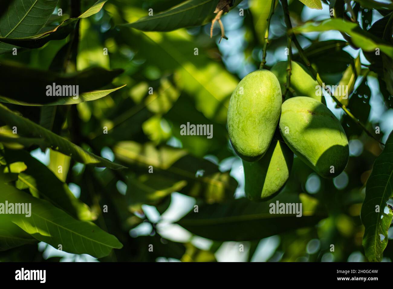 Green raw mango is a seasonal fruit which is very sour to eat and rich ...