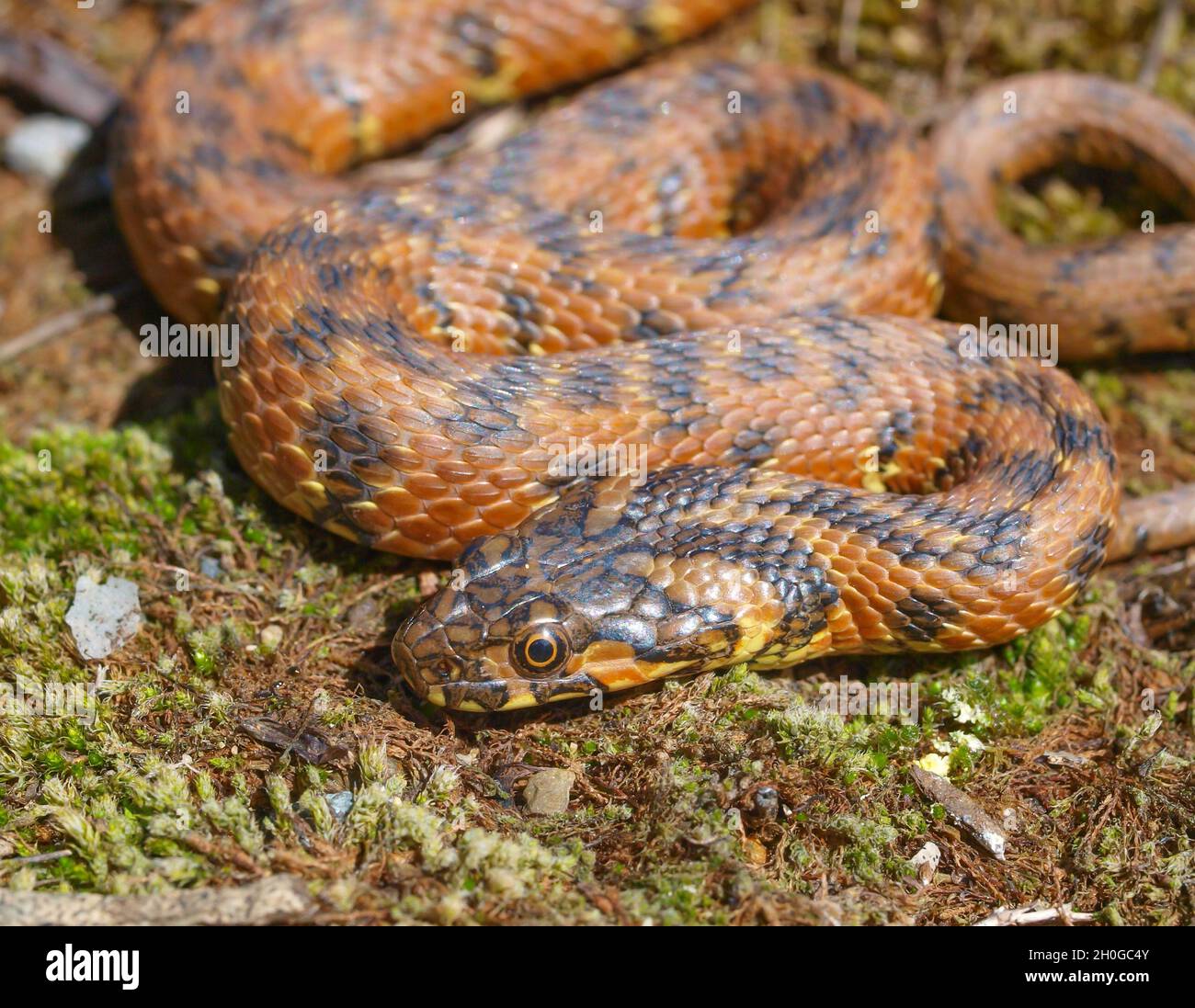 Closeup shot of the viperine snake (Natrix maura) on the ground under ...