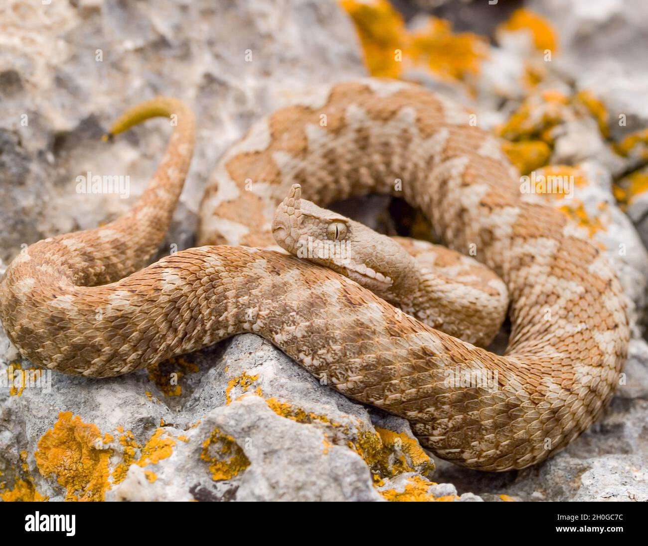 Horned viper face hi-res stock photography and images - Alamy