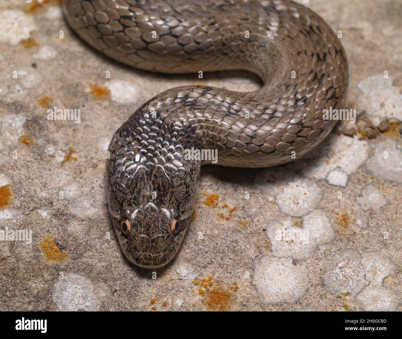 Macroprotodon High Resolution Stock Photography and Images - Alamy