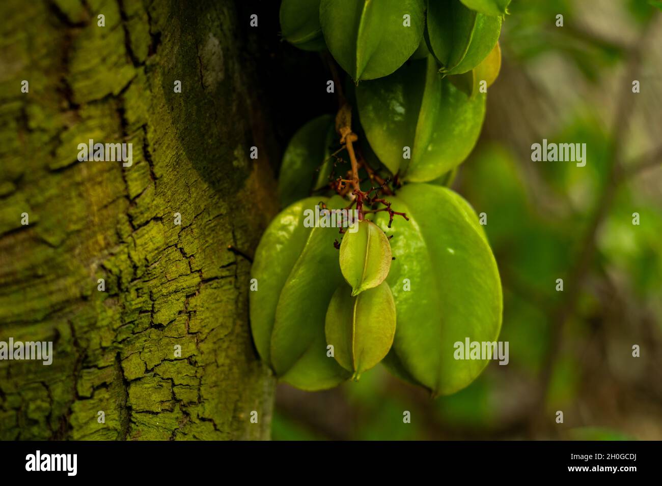Yellow star fruit hi-res stock photography and images - Alamy