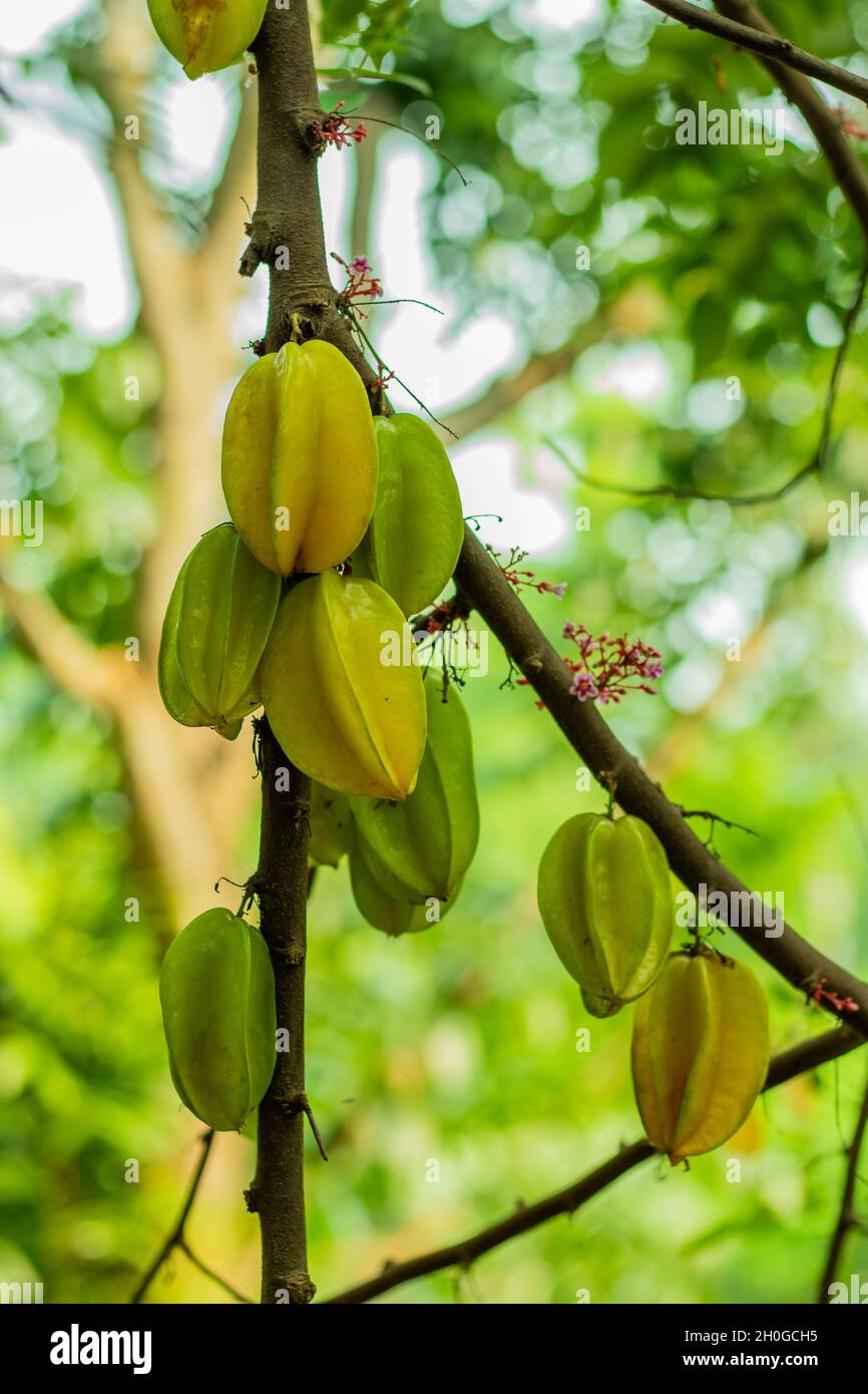Kamranga fruit hi-res stock photography and images - Alamy