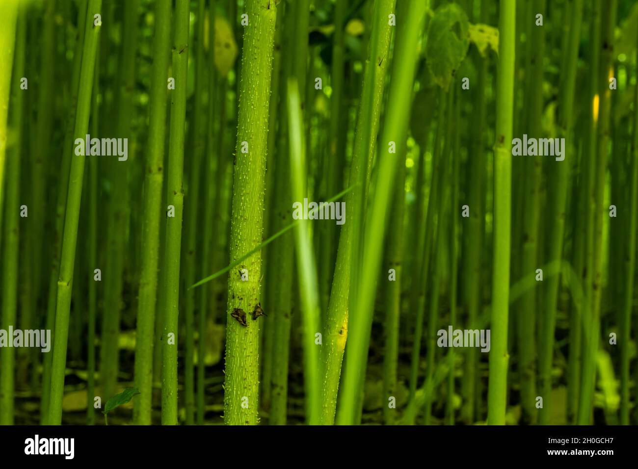 Jute is extracted from the bark of the white jute plant and jute sticks ...
