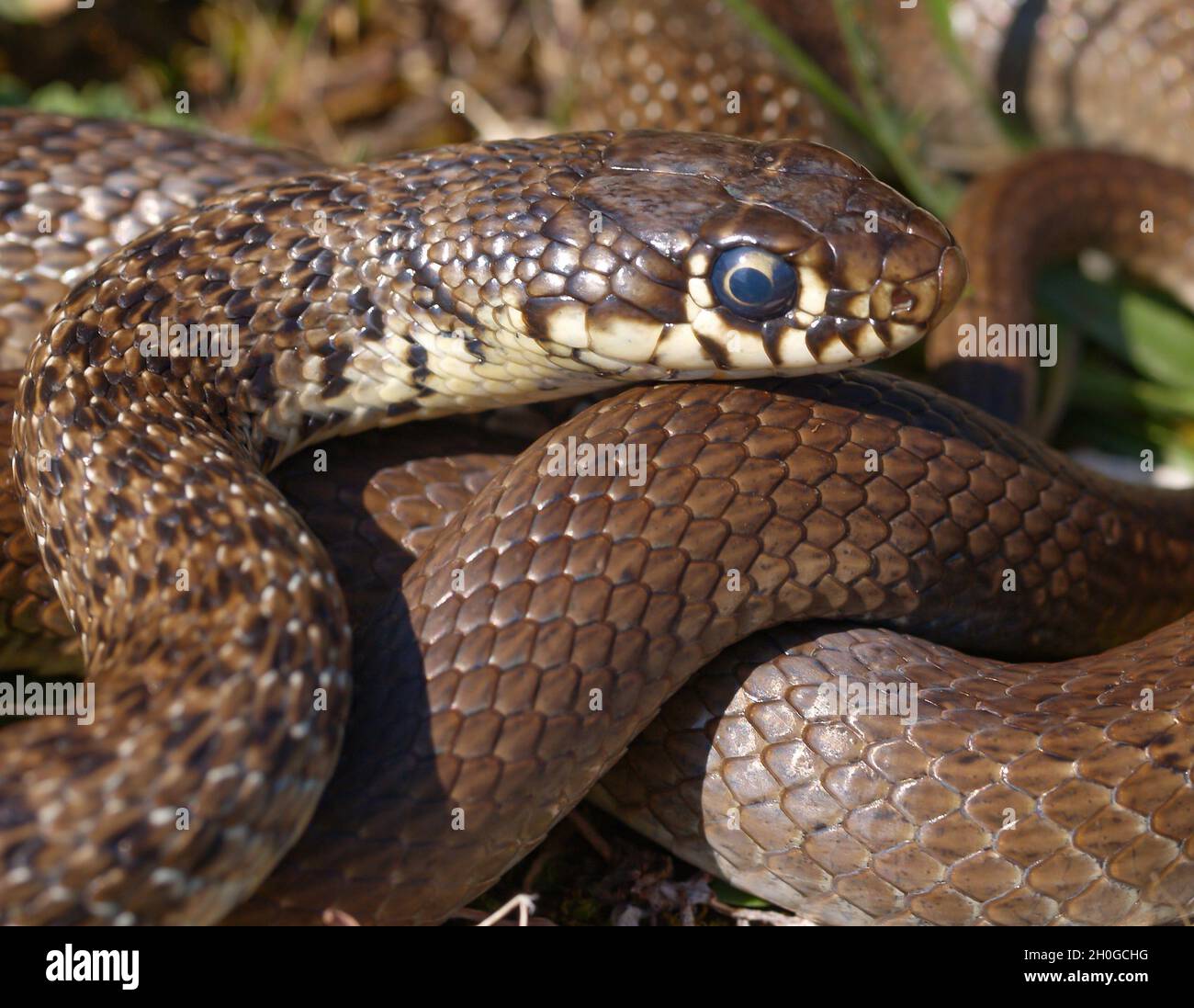 Balkan whip snake hierophis gemonensis hi-res stock photography and ...