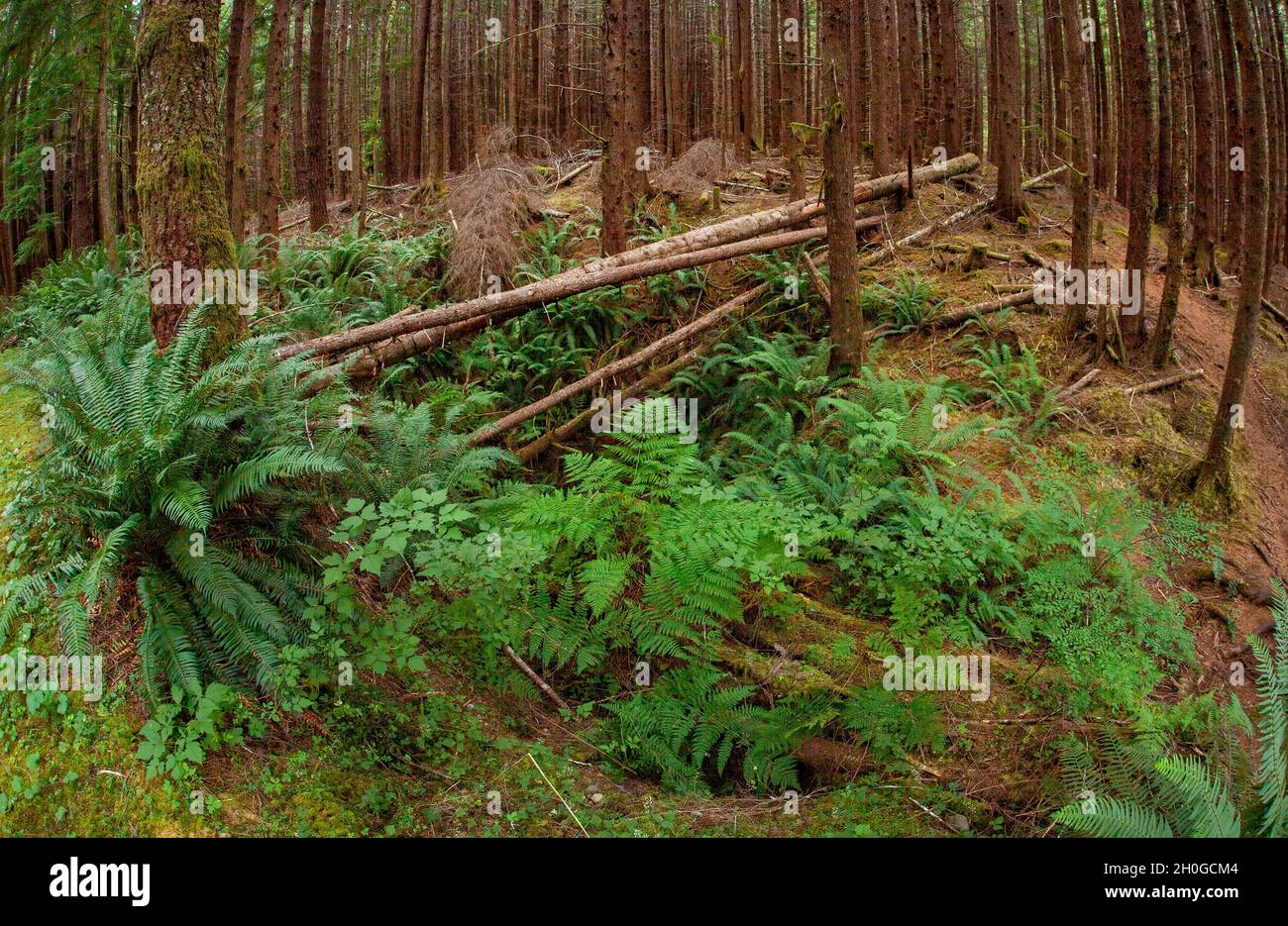 Alice Lake Loop trail to Eternal Falls Fountain Stock Photo - Alamy