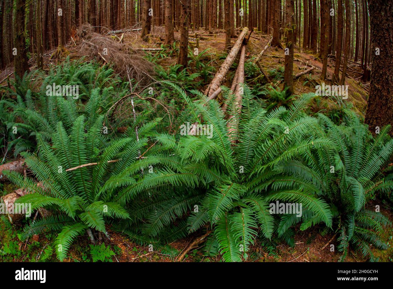 Alice Lake Loop trail to Eternal Falls Fountain Stock Photo - Alamy