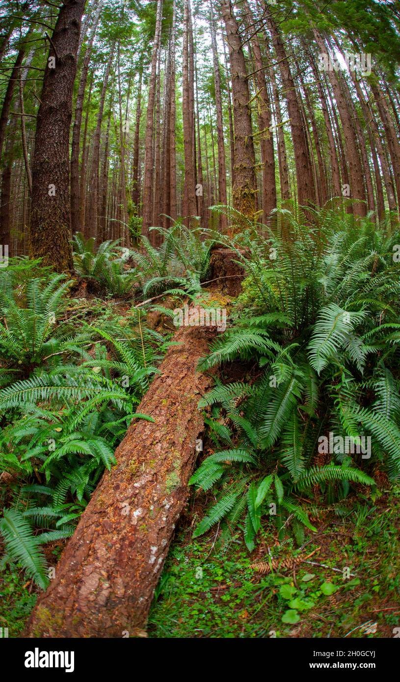 Alice Lake Loop trail to Eternal Falls Fountain Stock Photo - Alamy