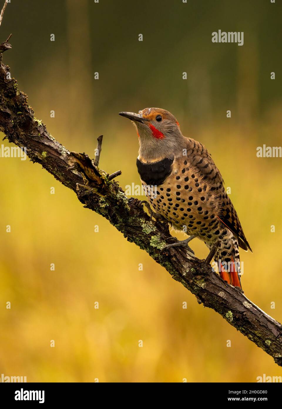 Northern flicker colaptes auratus or common flickernorthern flicker ...