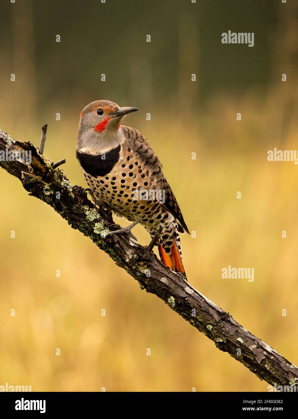 Northern flicker colaptes auratus or common flickernorthern flicker ...