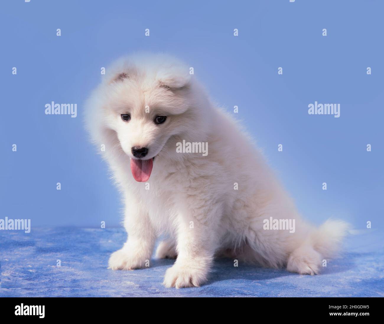 Portrait of a confused Samoyed puppy on a blue background Stock Photo ...