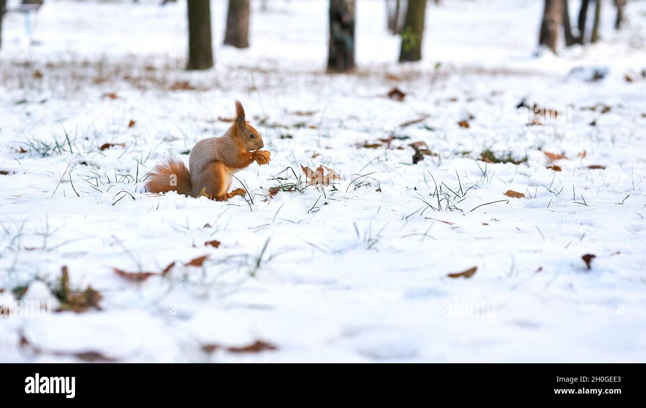 Cute squirrel winter scene feeding hi-res stock photography and images ...