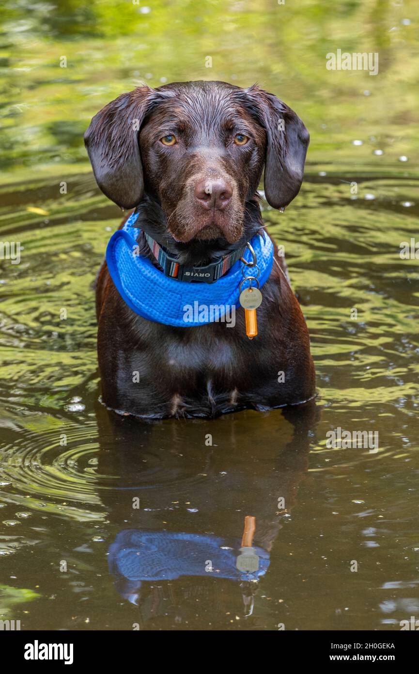 labradinger or springerdor springer spaniel and labrador retriever ...