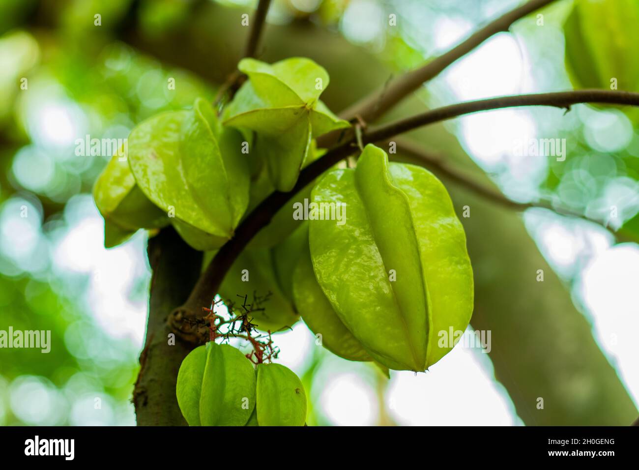 Starfruit or Carambola is a small, fruit-bearing tree possibly native ...
