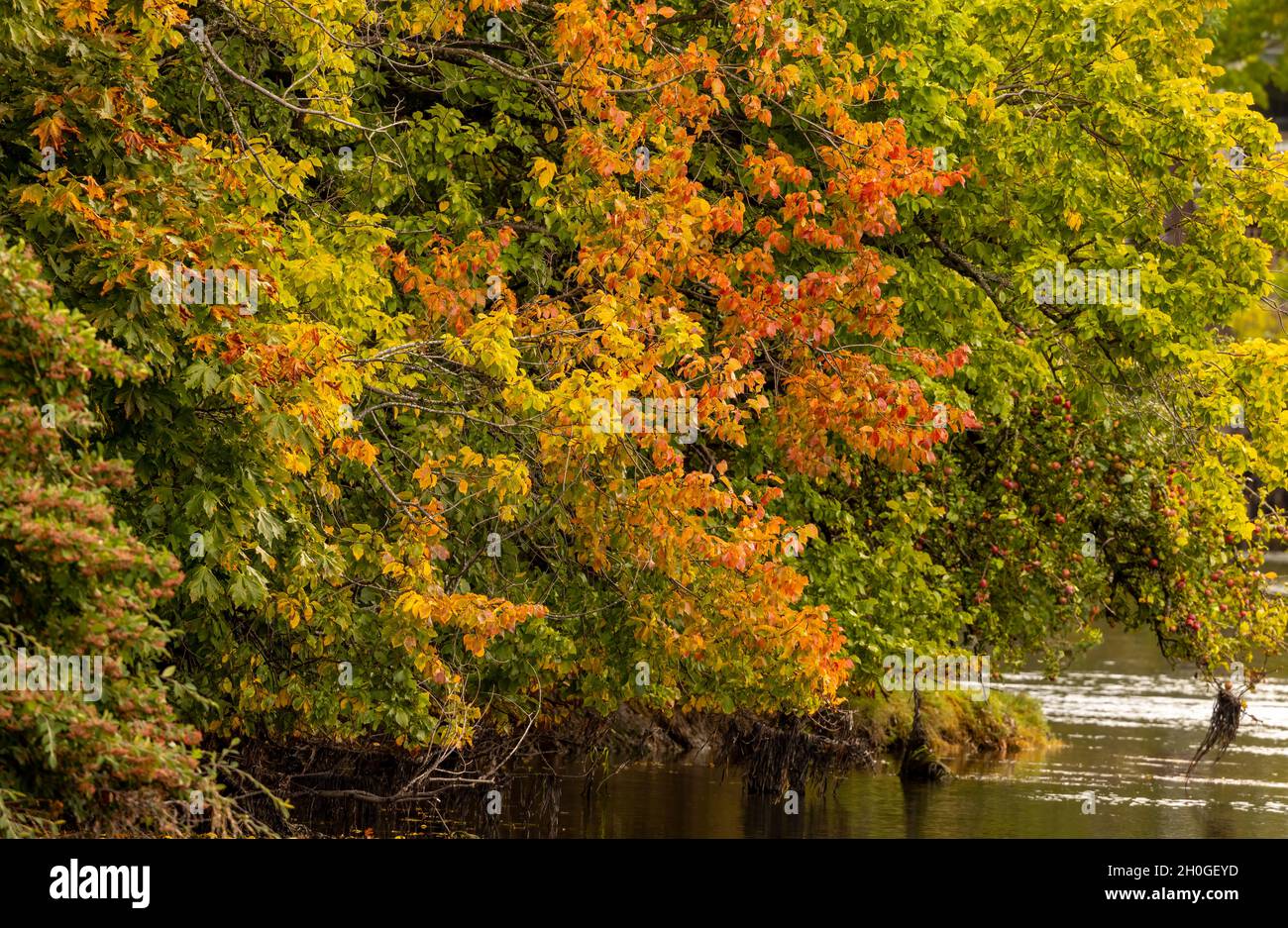 Sooke Bc High Resolution Stock Photography and Images - Alamy