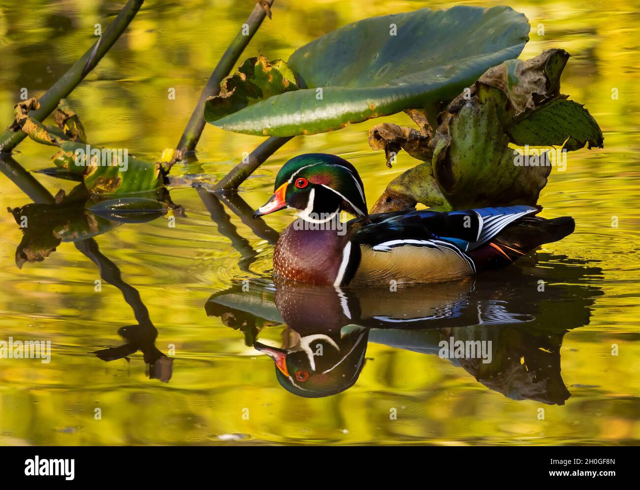 Beckwith park hi-res stock photography and images - Alamy