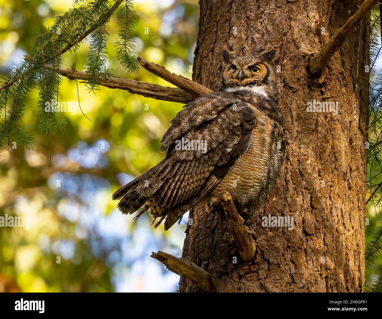 Vancouver owl hi-res stock photography and images - Alamy