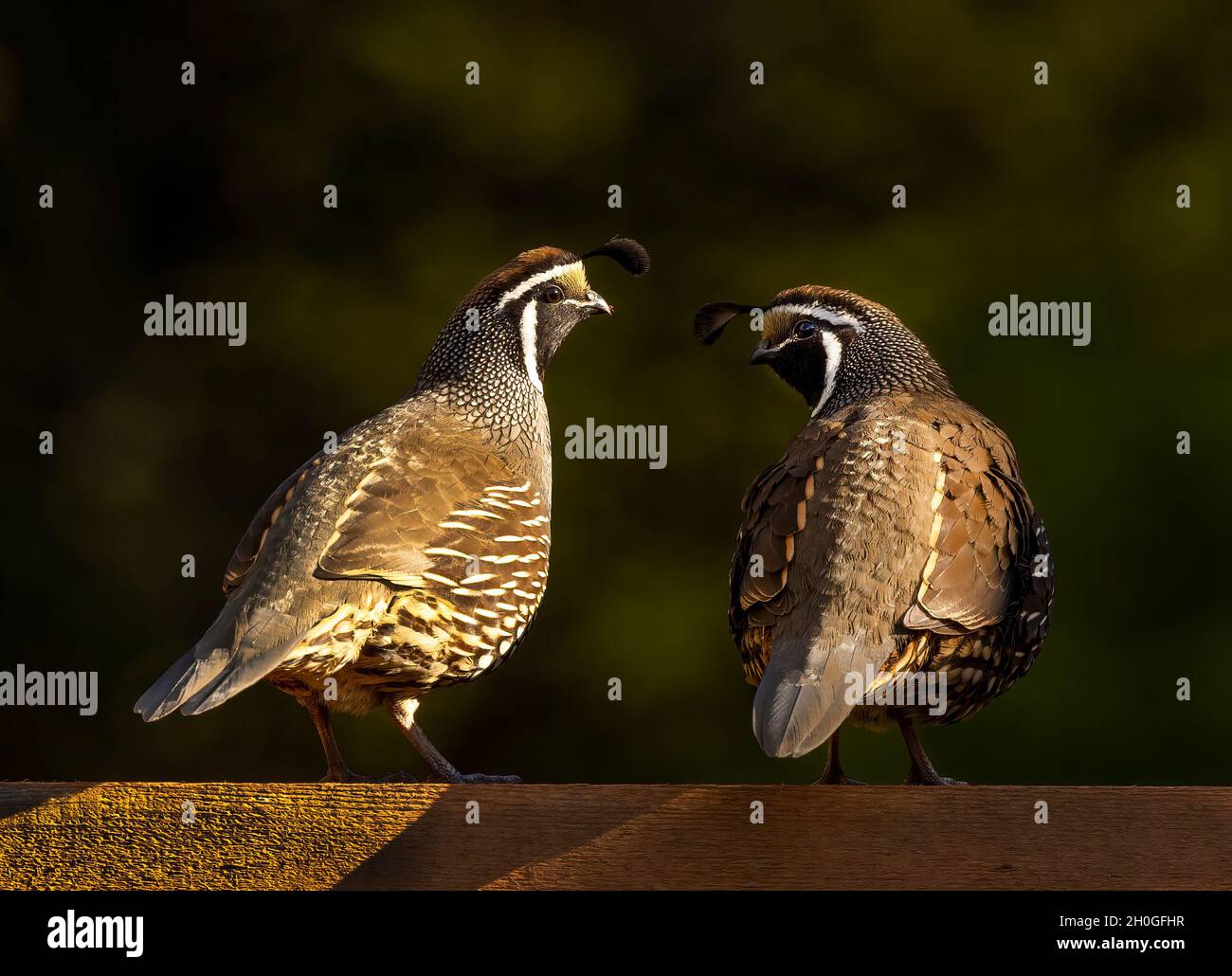 Callipepla californica valley quail hi-res stock photography and images ...