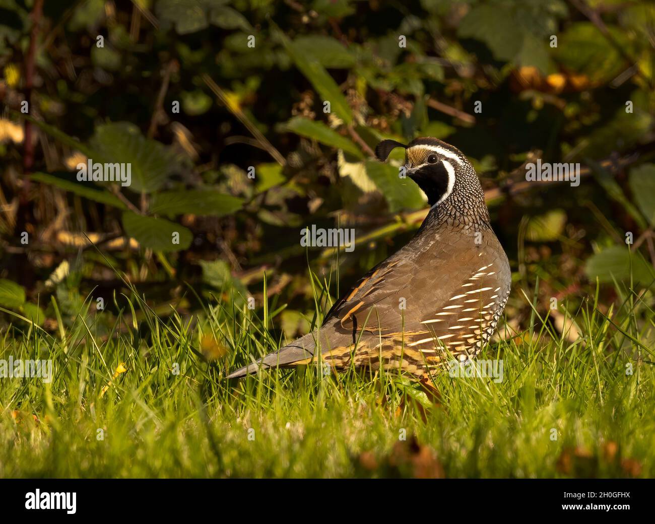 Sooke Bc High Resolution Stock Photography and Images - Alamy