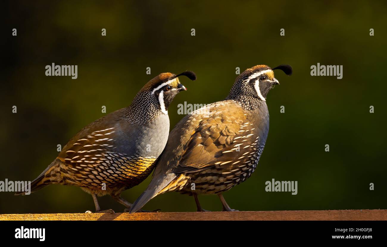 California valley quail hi-res stock photography and images - Alamy