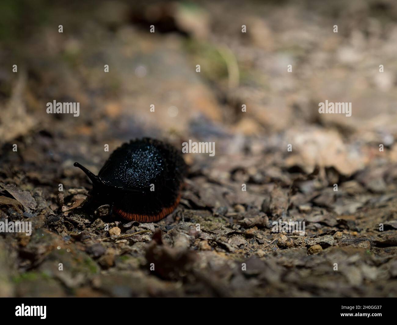 Phylum Mollusca High Resolution Stock Photography and Images - Alamy