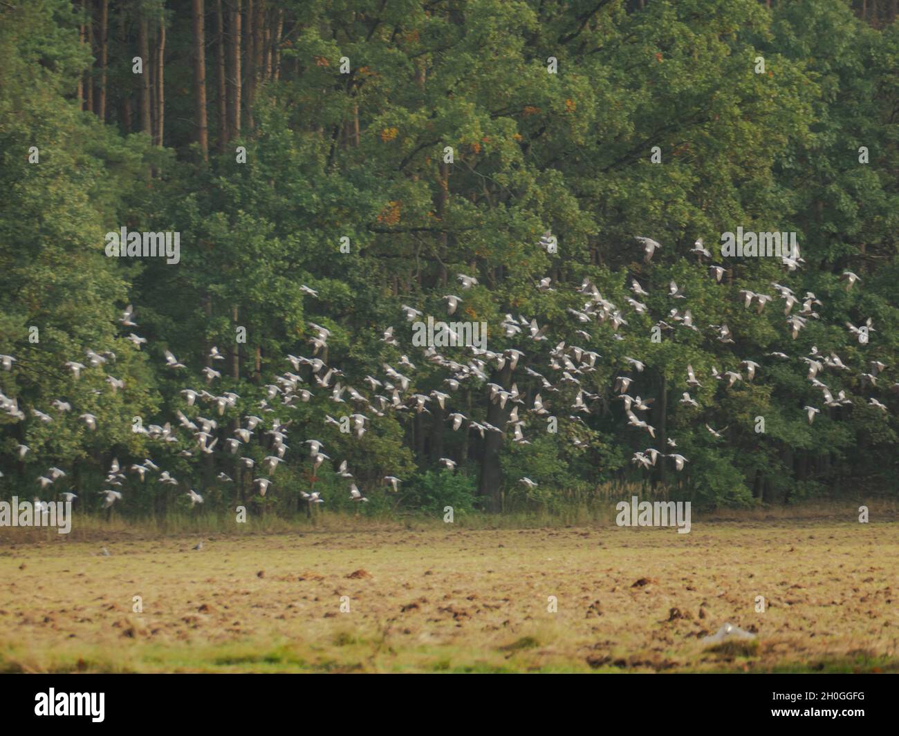 Forest pigeons hi-res stock photography and images - Alamy
