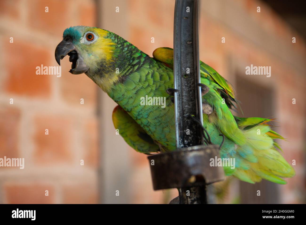 Close up shot of a beautiful colorful parrot singing and standing on a ...