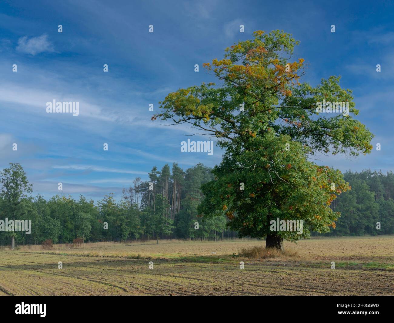 A large, handsome tree, an oak on a vast plain covered with meadows and ...