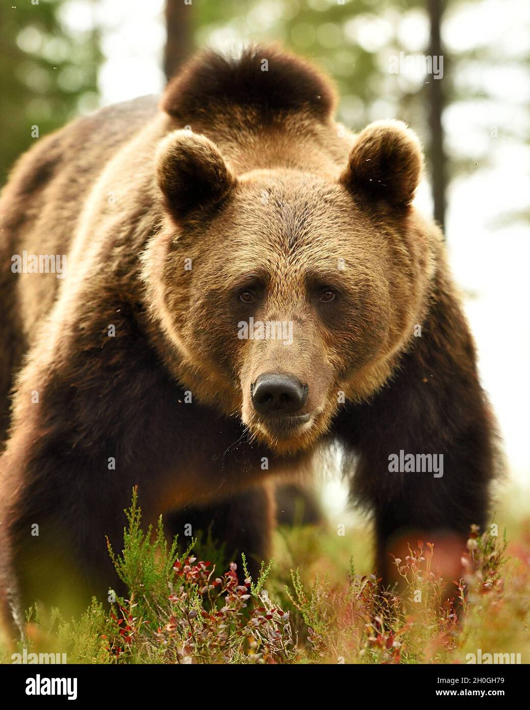 Adult brown bear ursus arctos hi-res stock photography and images - Alamy