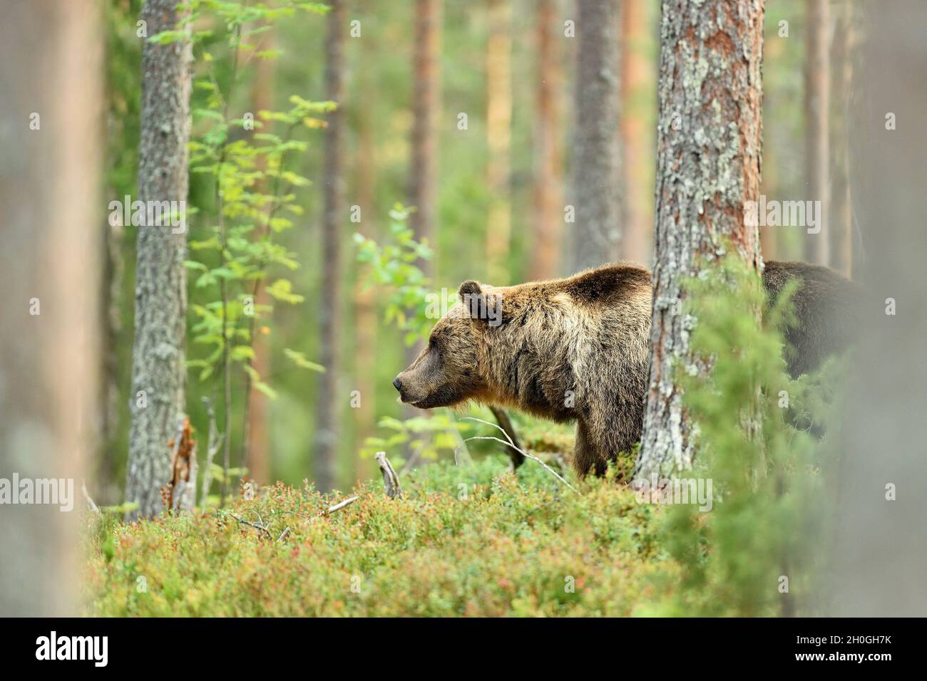 Brown bear in the forest, behind a tree Stock Photo - Alamy