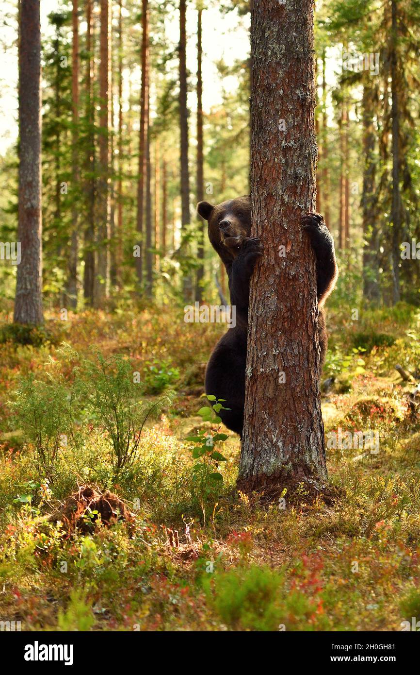 Bear hugging tree hi-res stock photography and images - Alamy