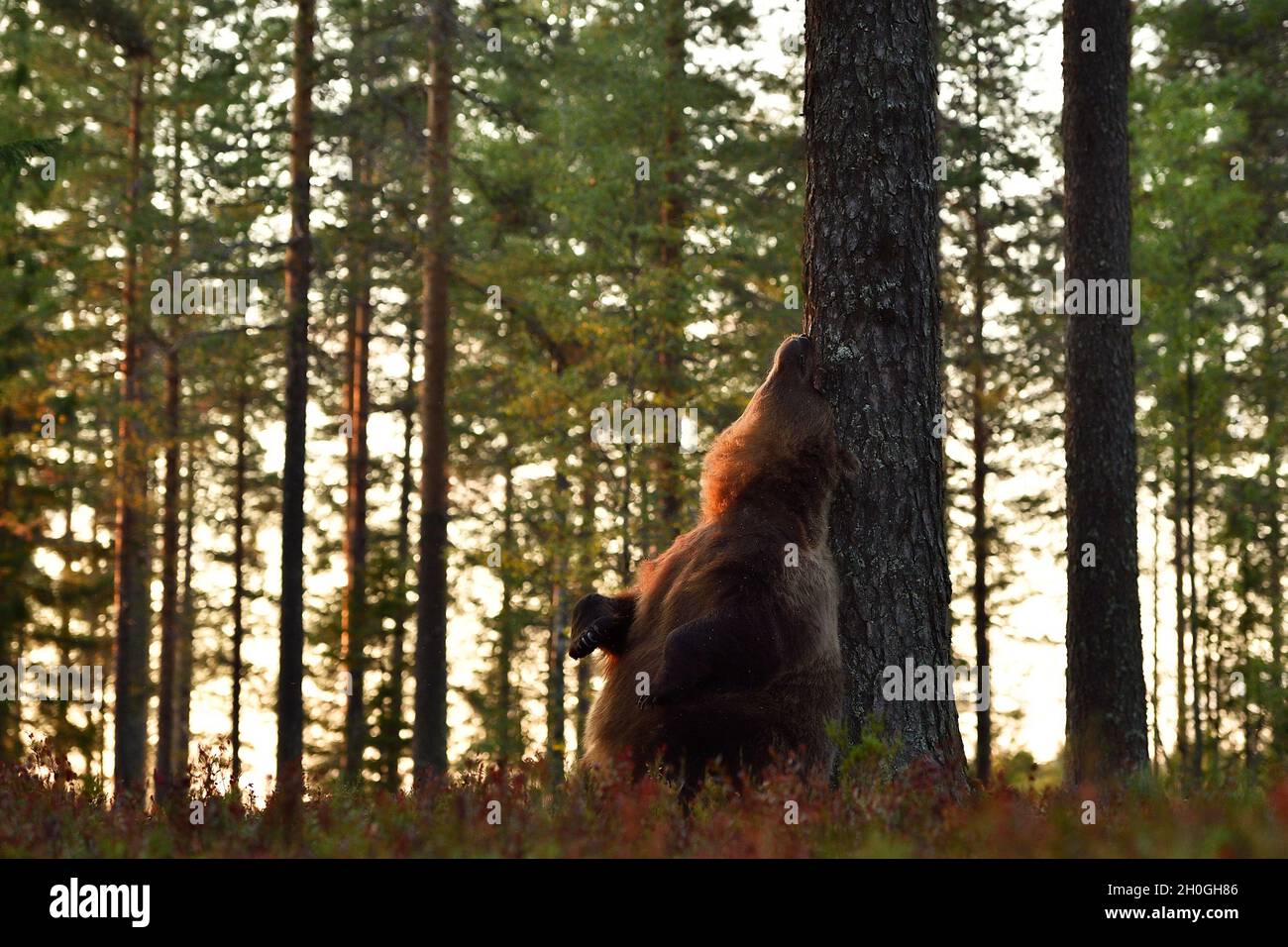 Bear scratching hi-res stock photography and images - Alamy