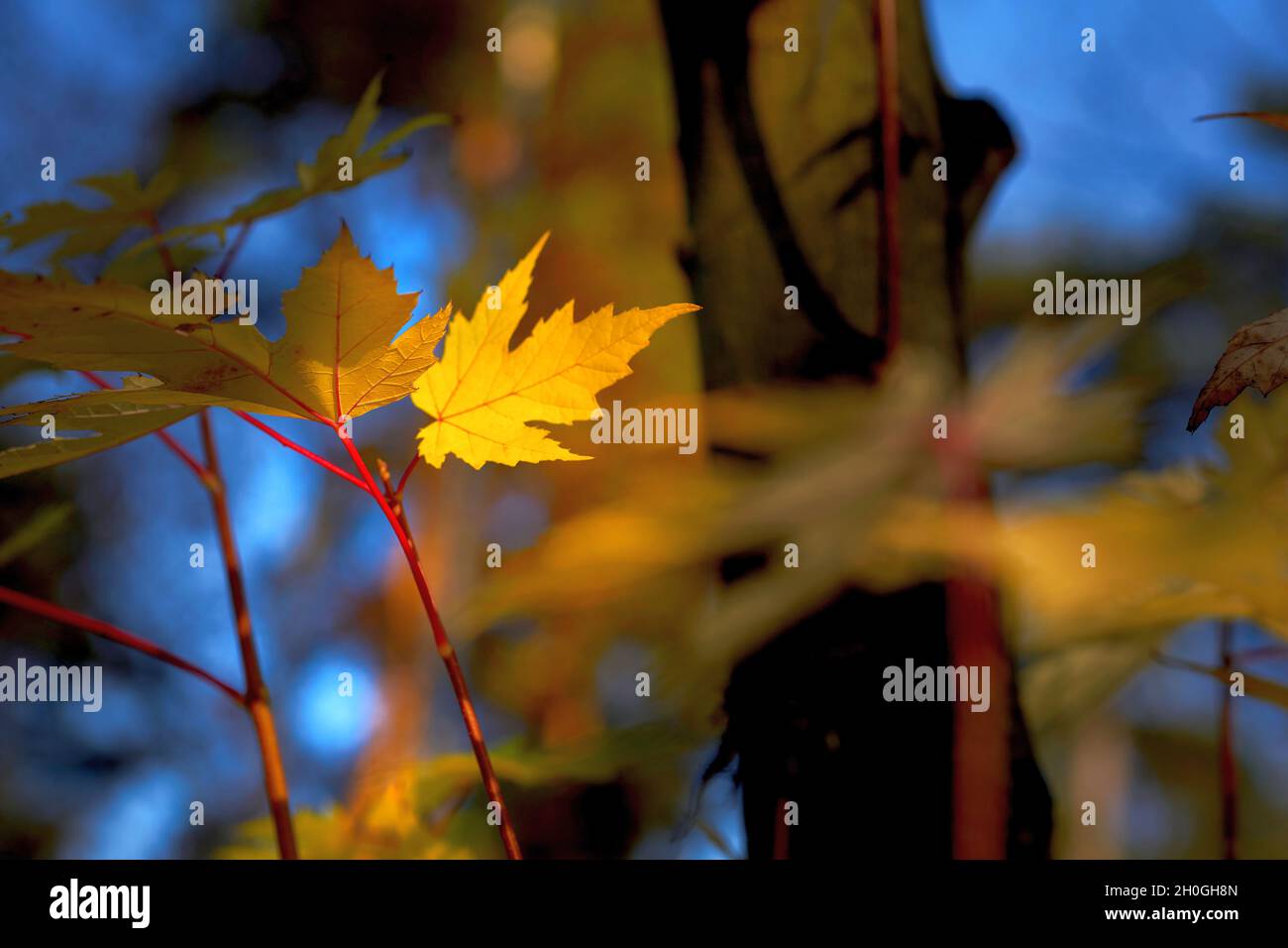 Shiny maple leaf hi-res stock photography and images - Alamy
